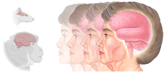 What can animals teach us about the aging brain? - IMAS