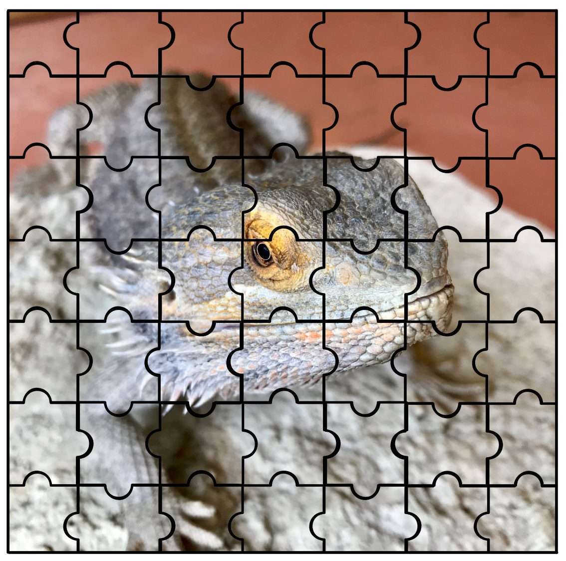 National Puzzle Day with IMAS Animal Ambassadors - IMAS