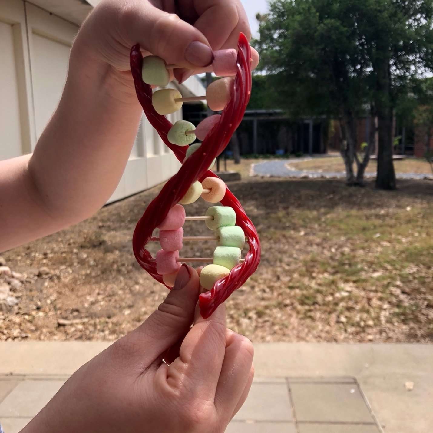 Women’s History Month: Marshmallow DNA - IMAS