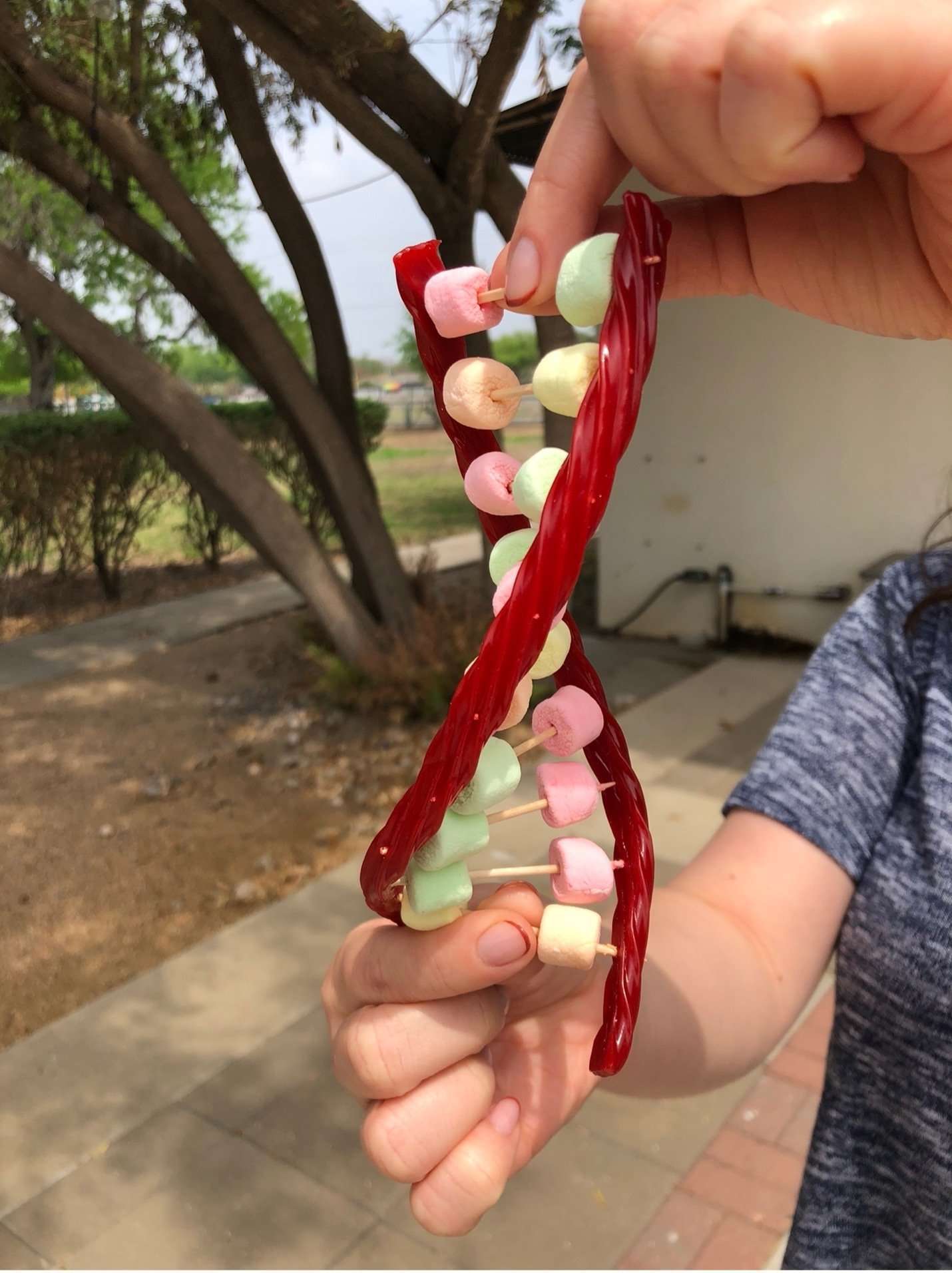 Women’s History Month: Marshmallow DNA - IMAS