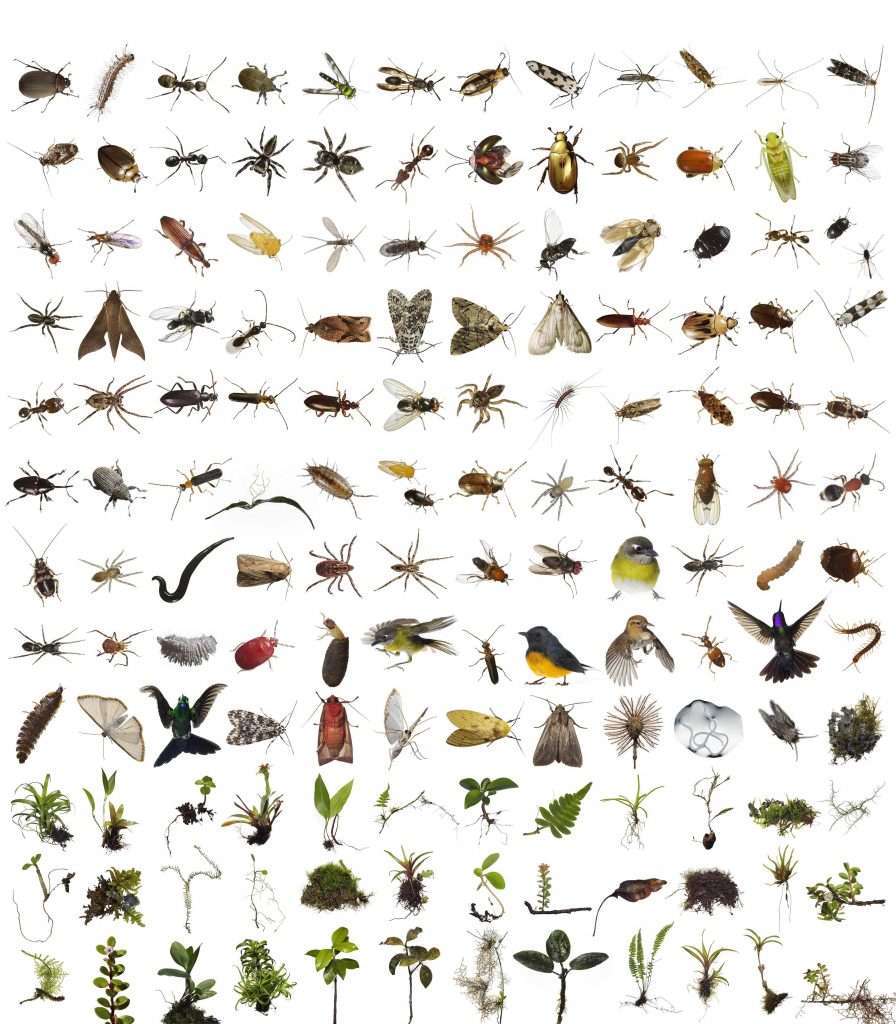 Smithsonian’s “Life in One Cubic Foot” Opens December 3 at the IMAS - IMAS