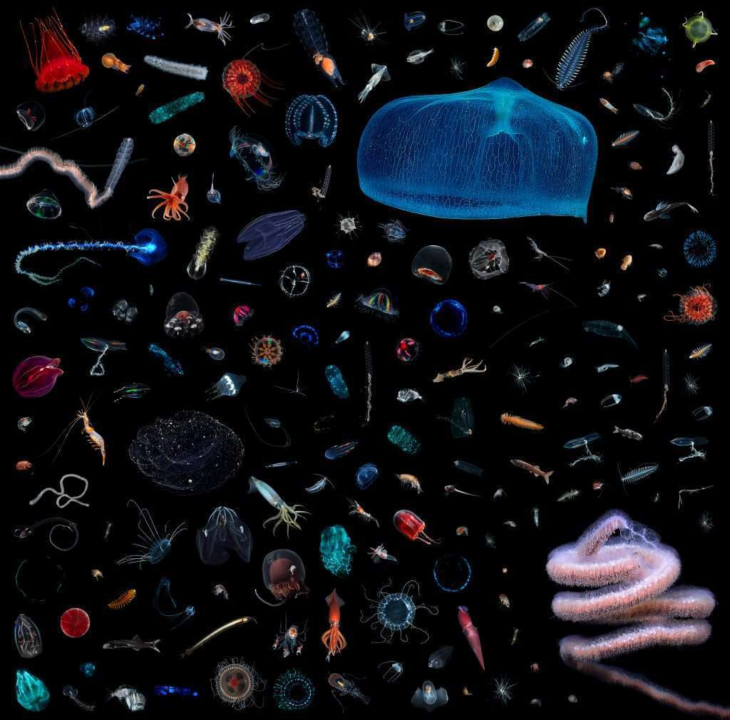 Smithsonian’s “Life in One Cubic Foot” Opens December 3 at the IMAS - IMAS