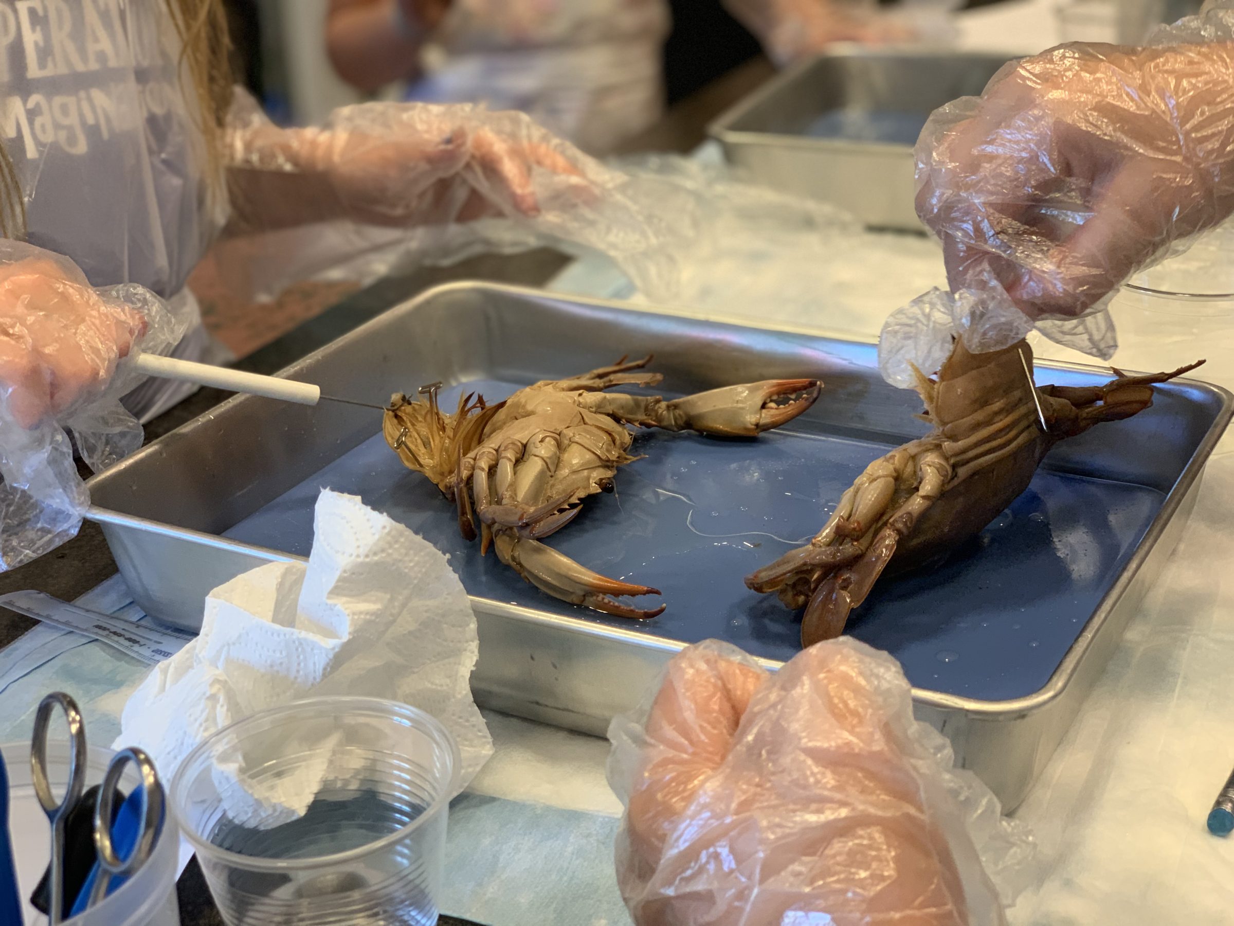 Crab Dissection - Adult Science Workshop: - IMAS