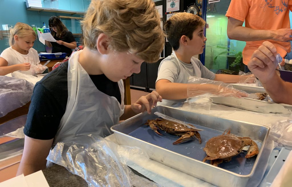 MPU Teen Science Workshop: Crab Dissection - IMAS