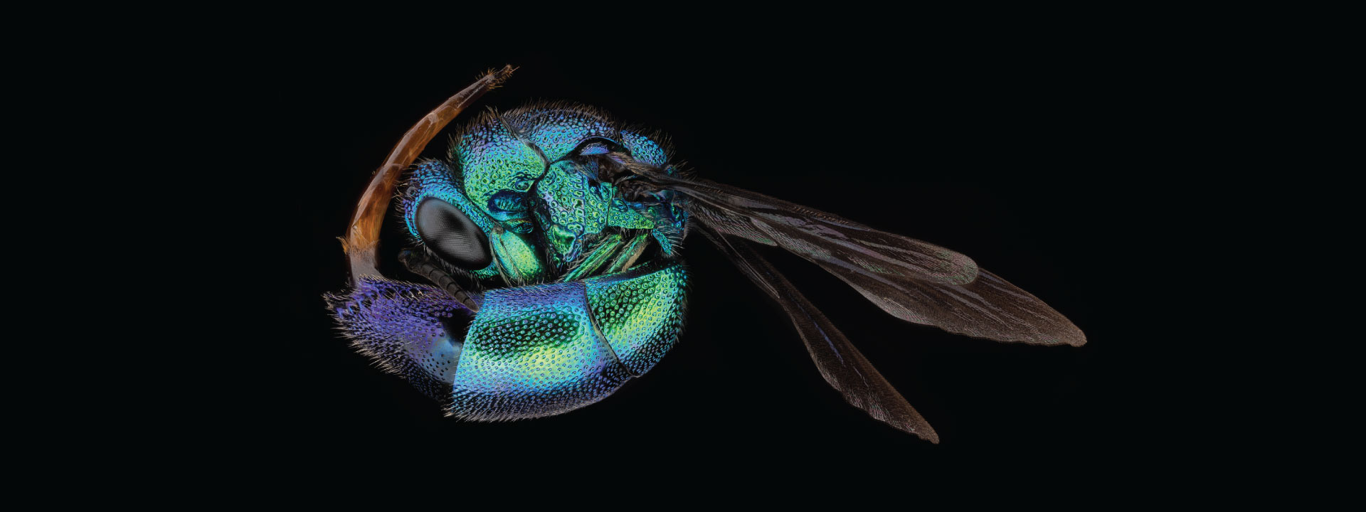 Insecta: Small Wonders of the World - IMAS