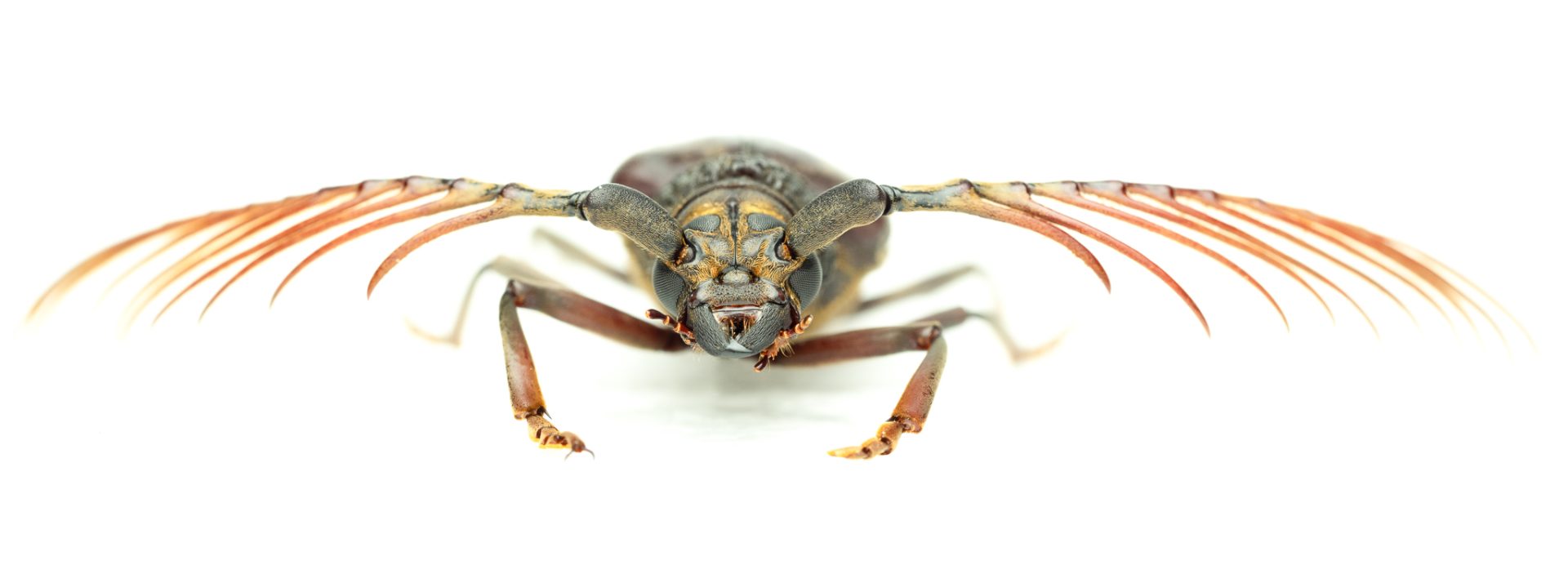 Uncover Nature’s Smallest Wonders at Newest IMAS Exhibition - IMAS